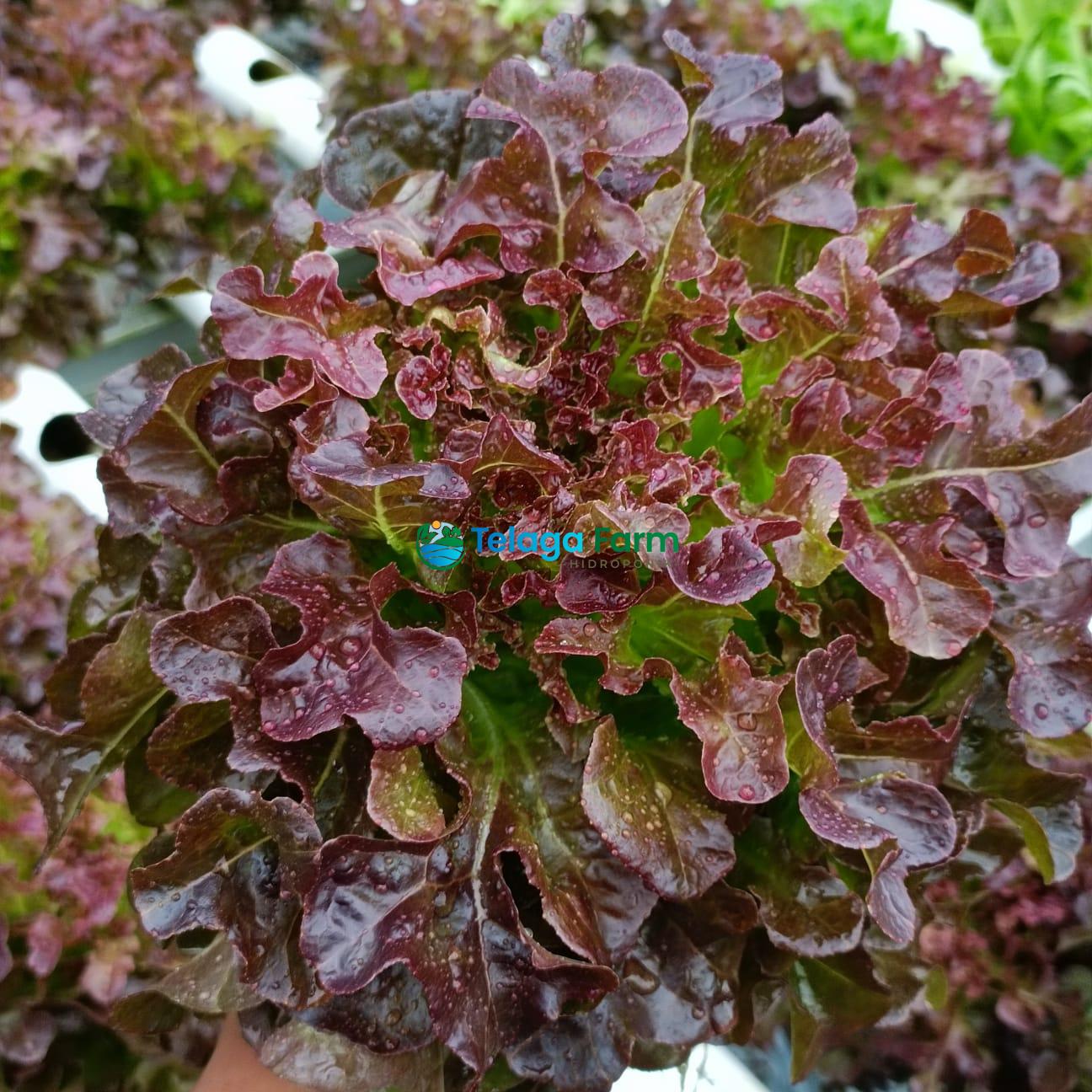 Selada Merah - Telaga Farm