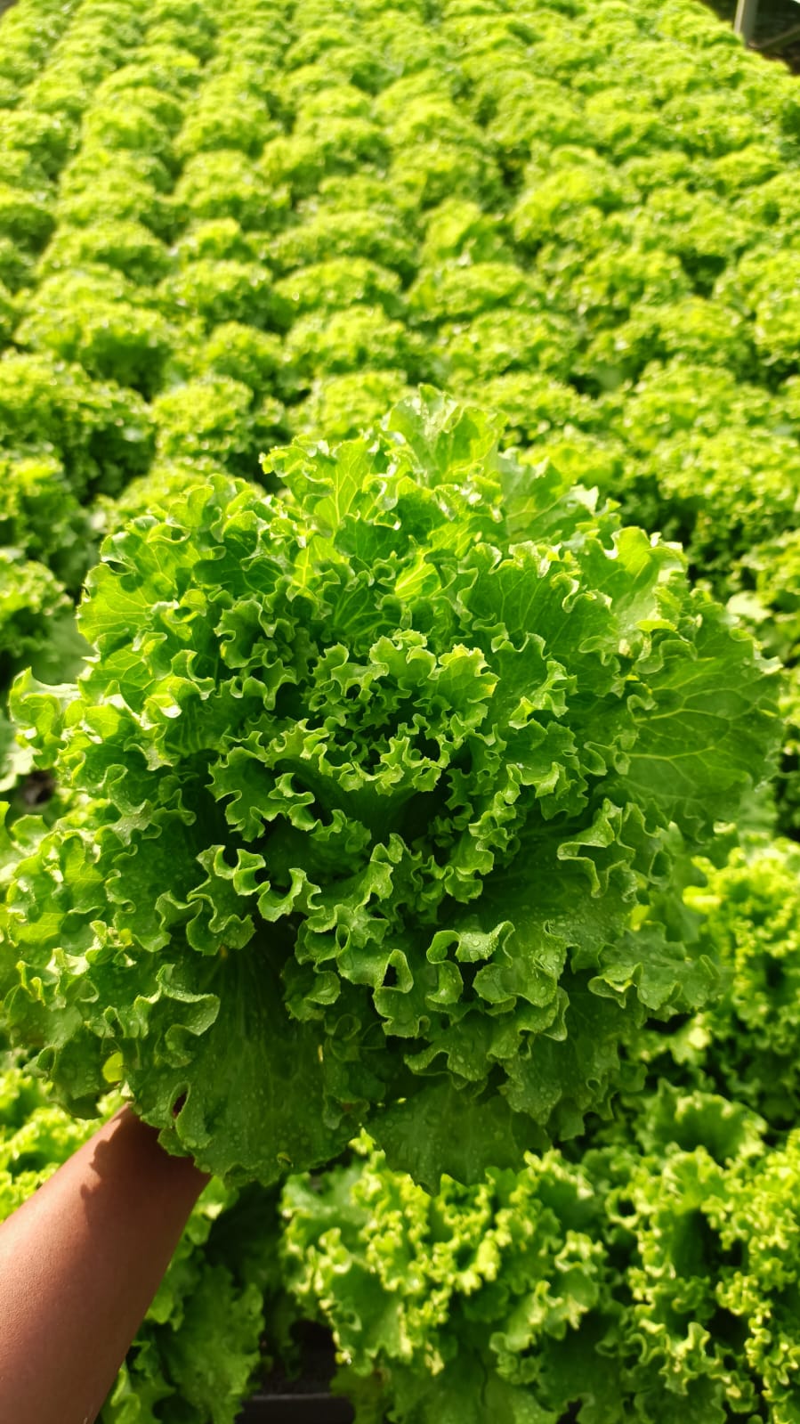 Selada - Telaga Farm